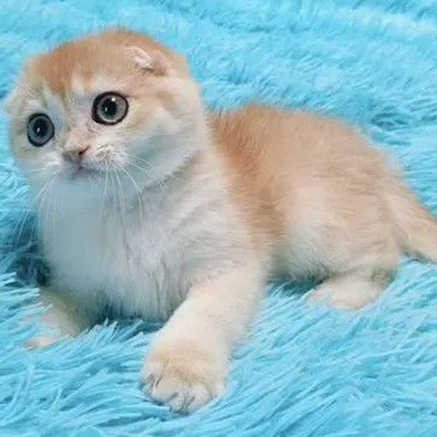 Шотландские вислоухие котята