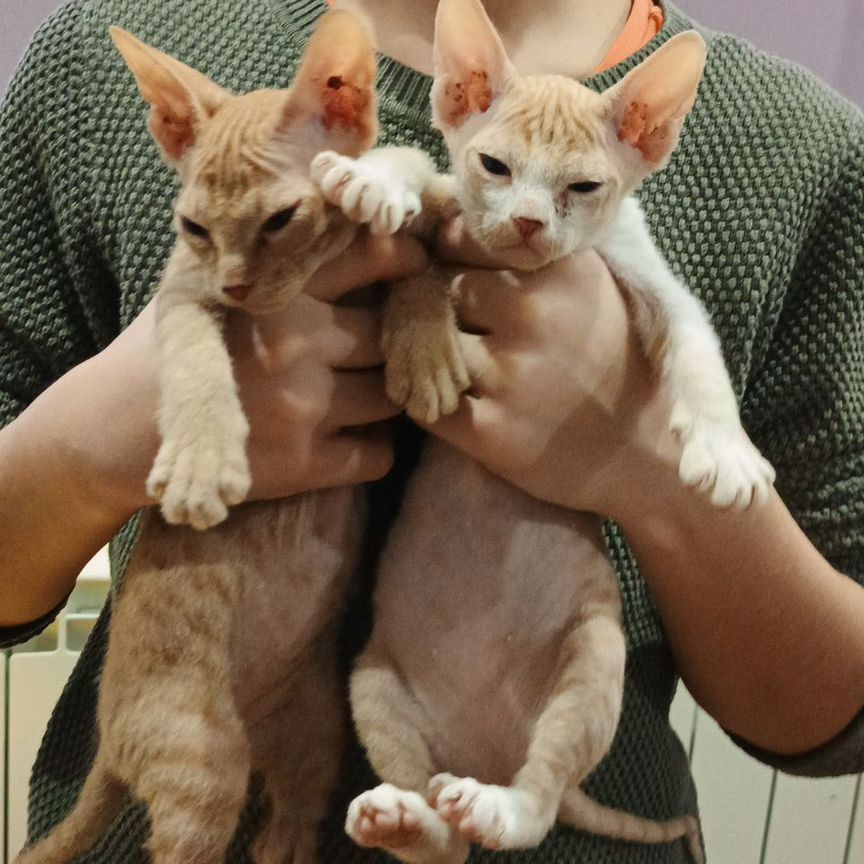 Донской сфинкс котёнок