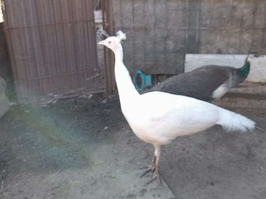 Продаю павлинов