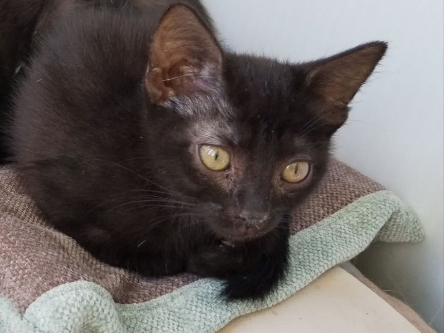 Котенок девочка