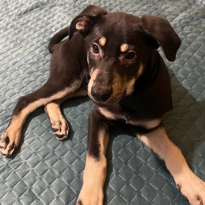 Щенок в добрые руки