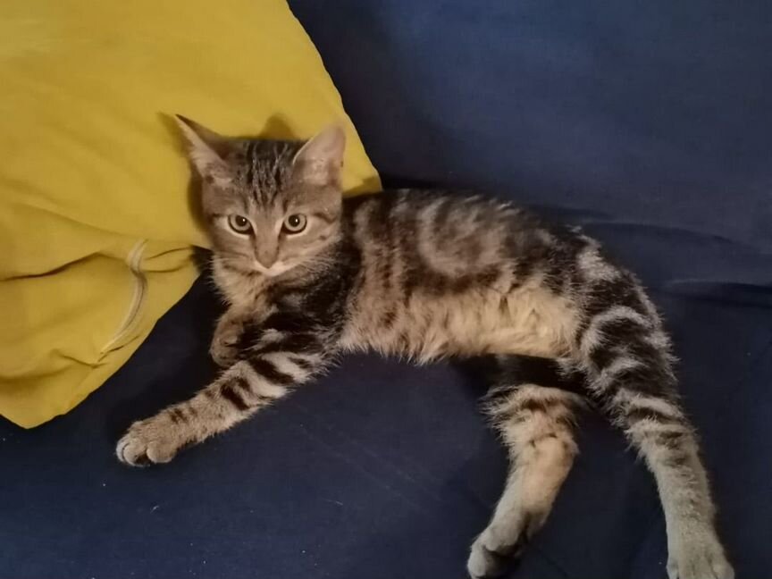 Котенок с окрасом табби