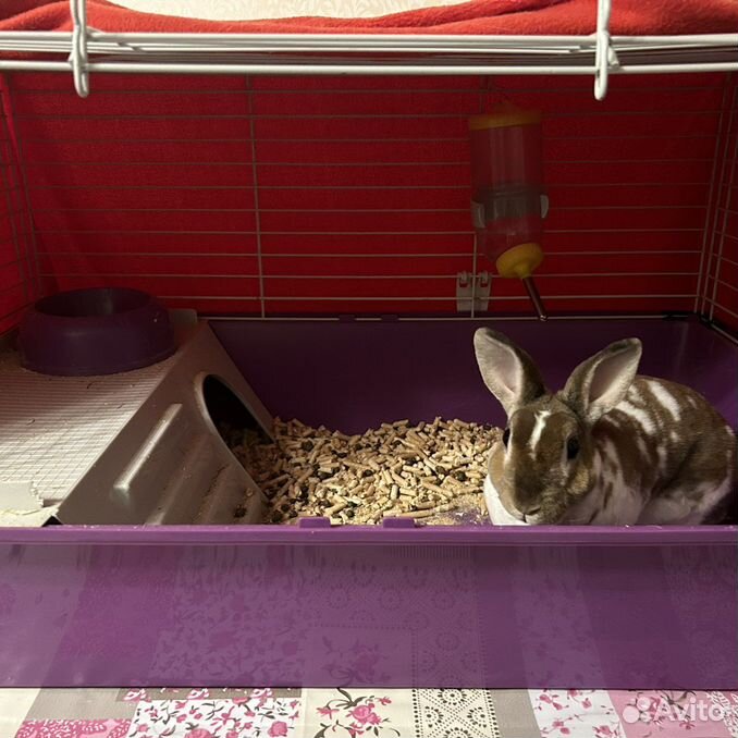 Декоративные кролики рекс