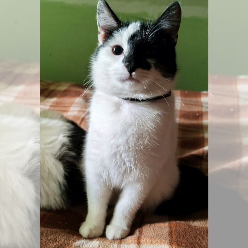 Кошечка в добрые руки