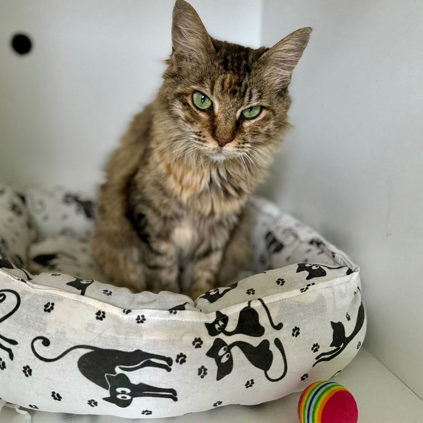 Ласковая кошечка Олли