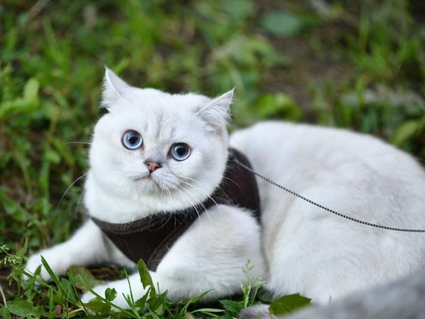 Британский котик короткошёрстный