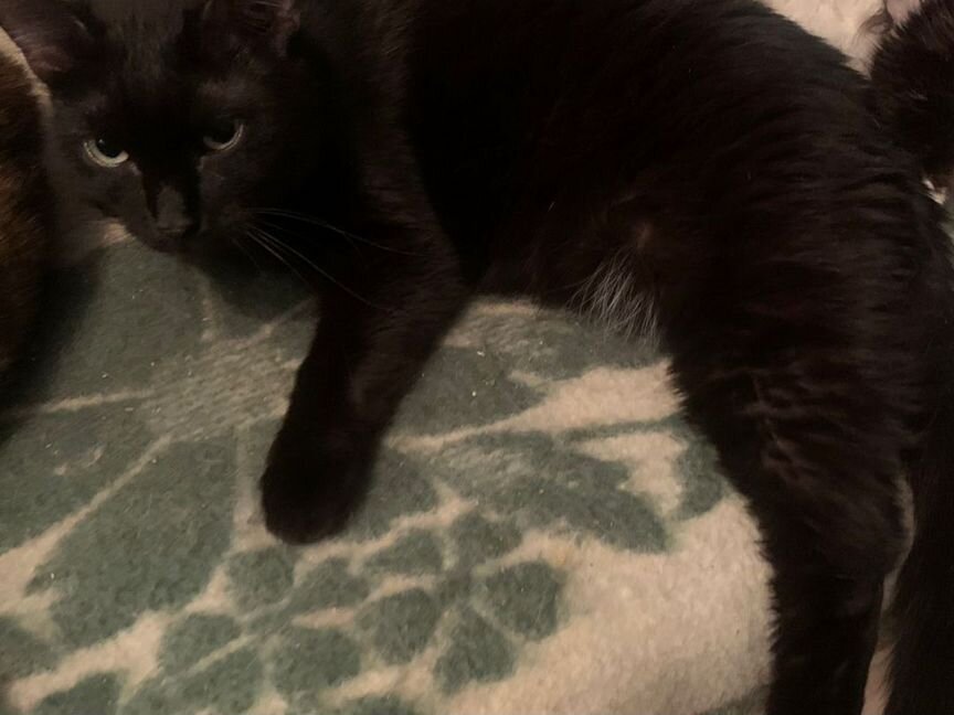 Милый котик Фантик