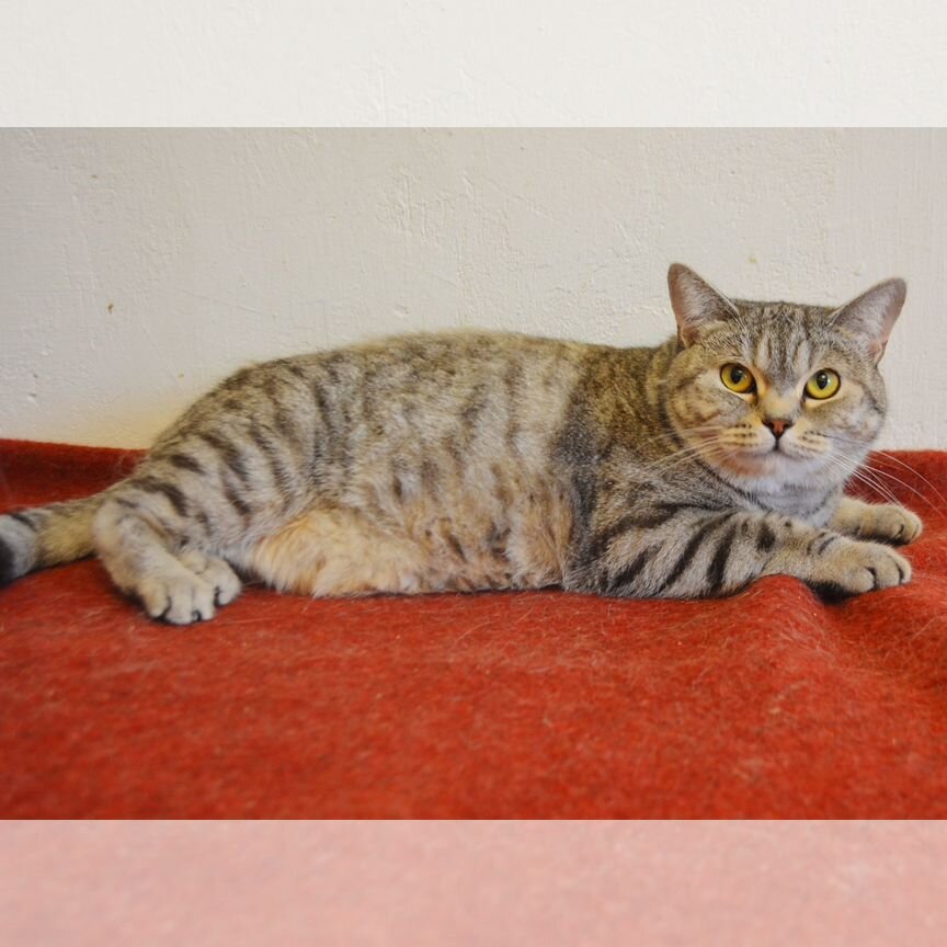 Шотландская прямоухая короткошёрстная кошка, взрослая