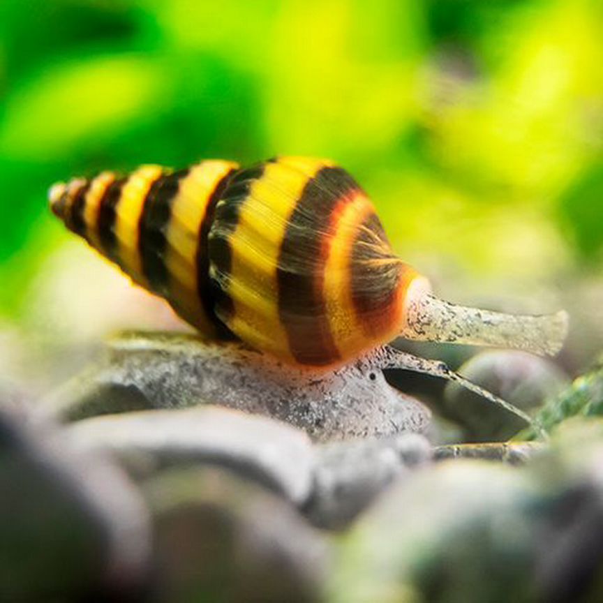 Улитки Хелены