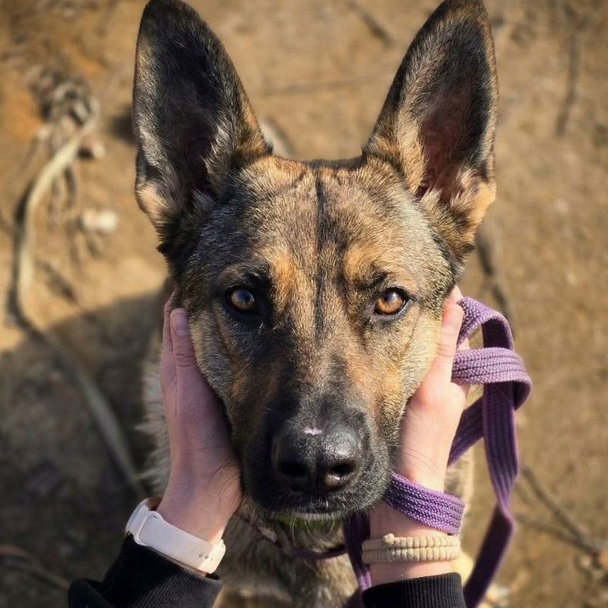 Немецкая овчарка, взрослая собака