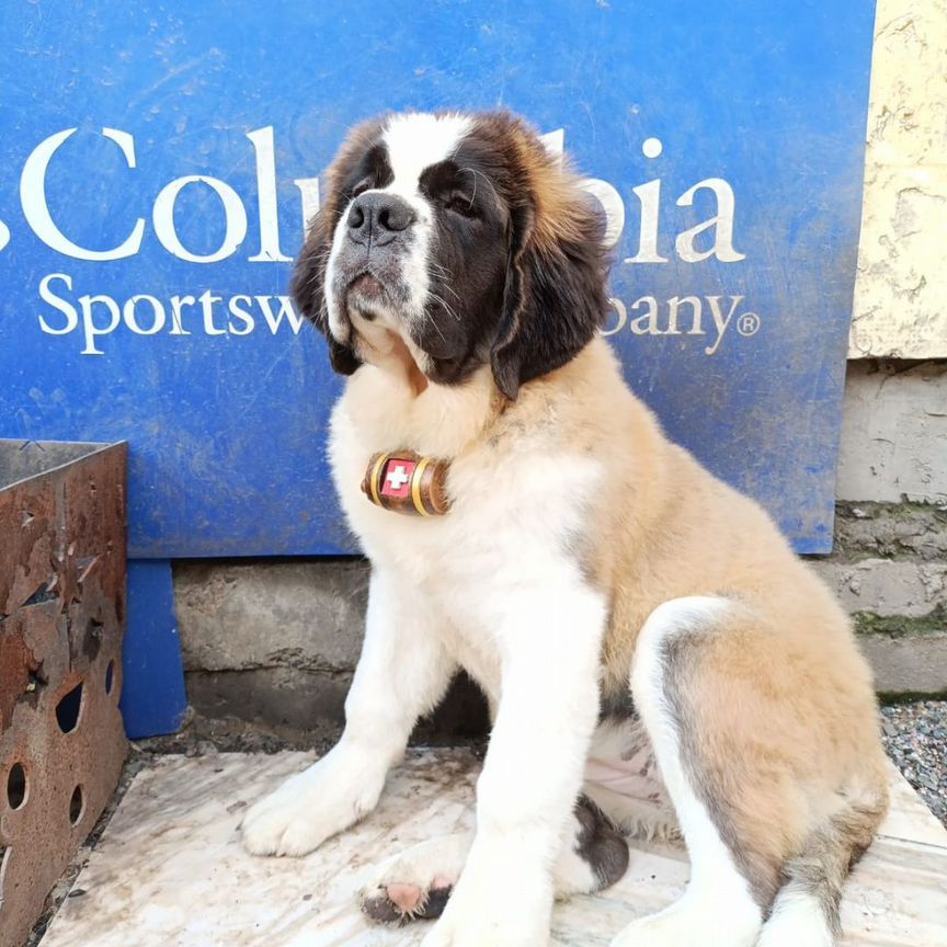 Щенок сенбернара