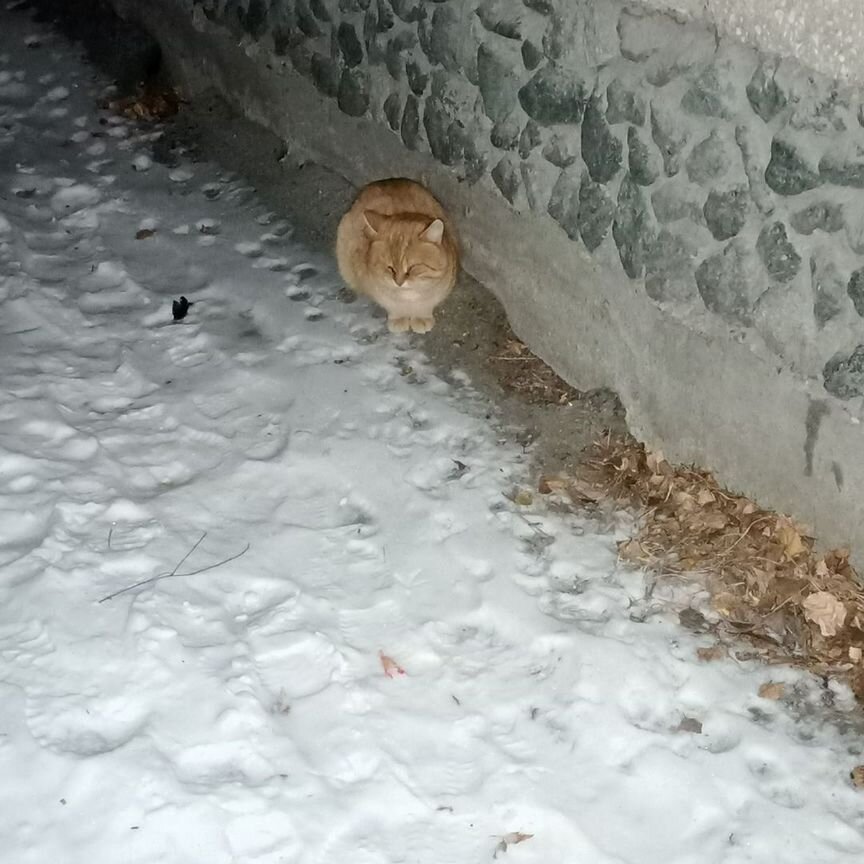 Брошенный котик
