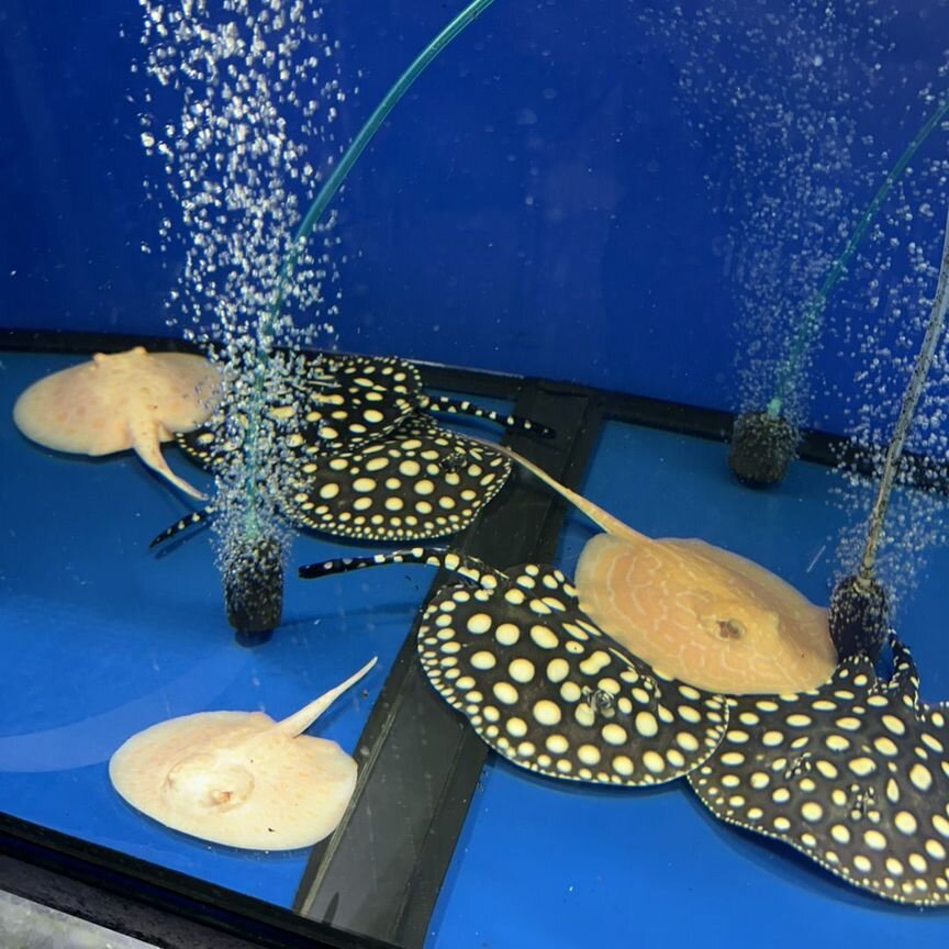 Жемчужный скат Альбинос