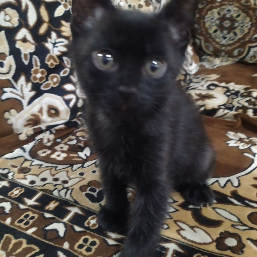 Котенок от породистых родителей