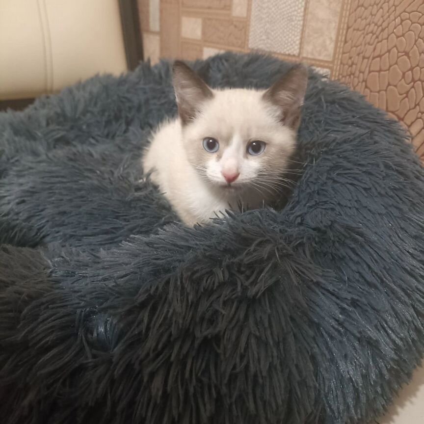 Отдам в добрые руки сиамского котенка