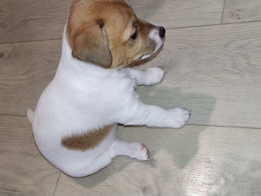 Щенки джек рассел терьер