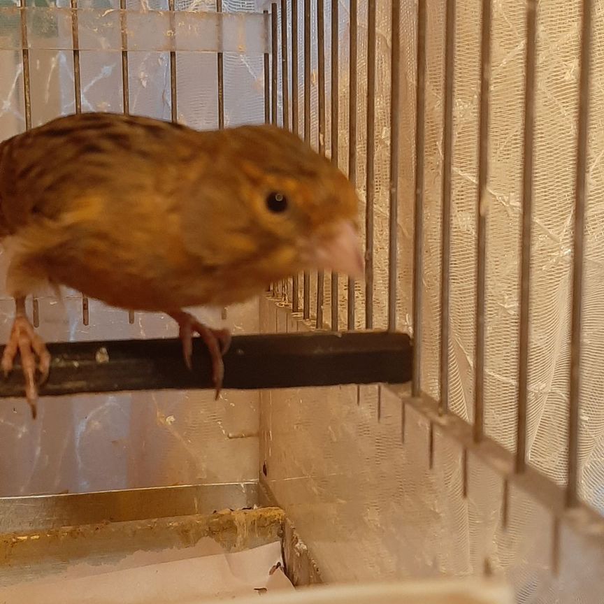 Кенара молодие