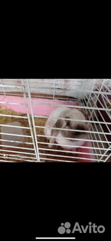 Карликовый баран