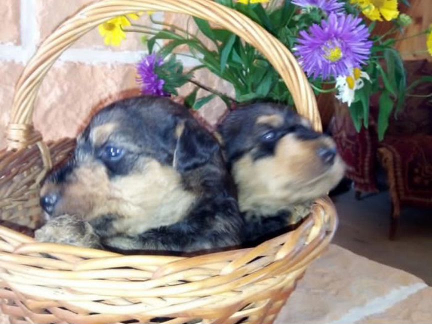 Щенки эрдельтерьера