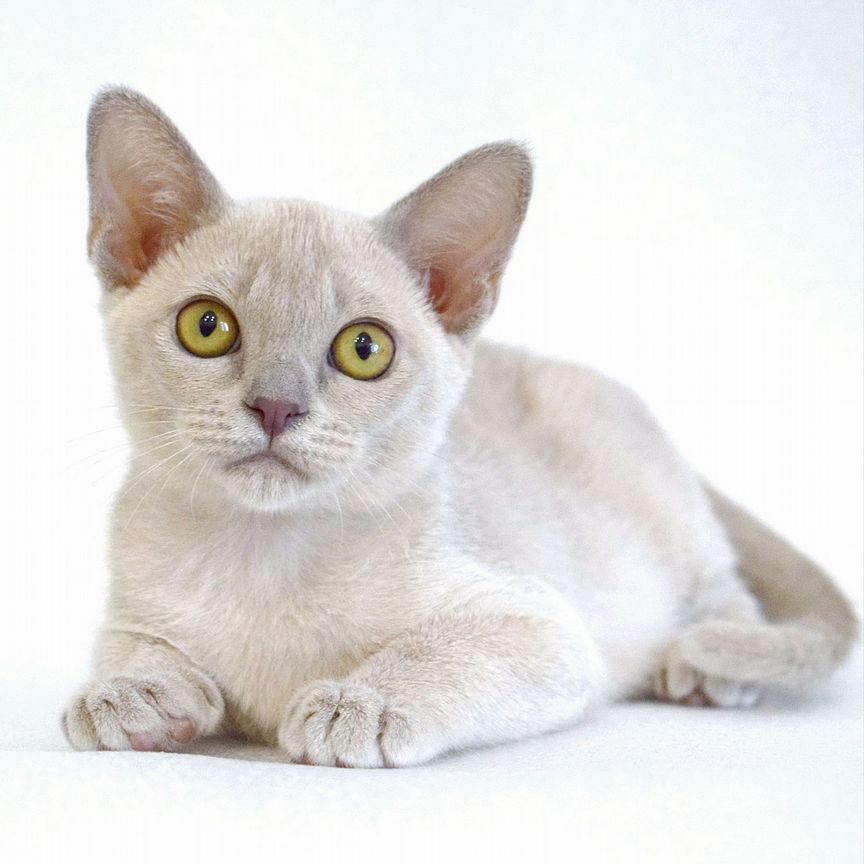 Бурманские котята
