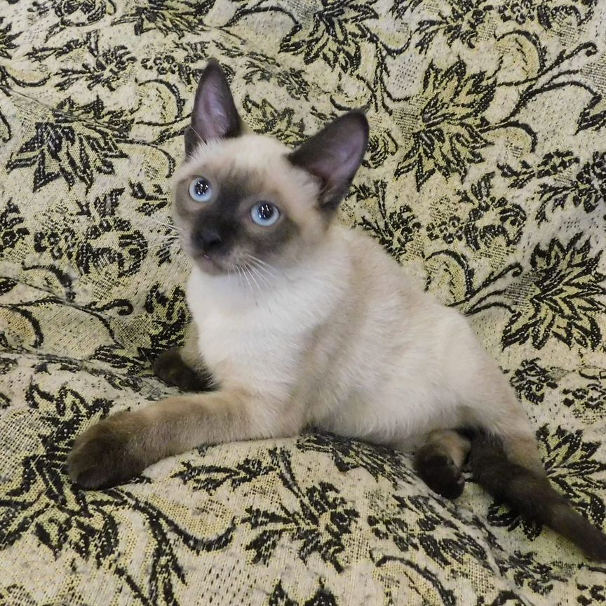 Котик, мальчик,4 месяца