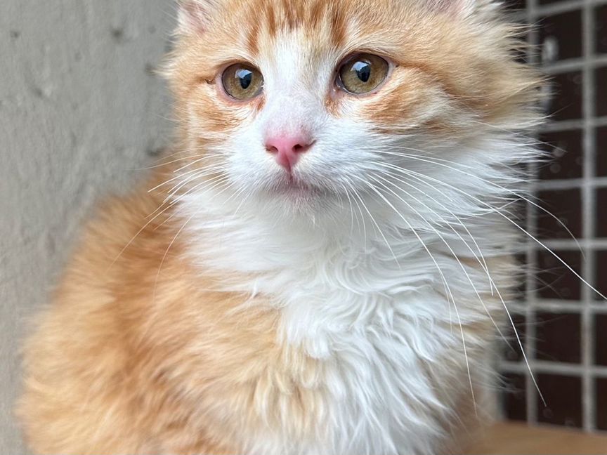 Рыжий котенок белый кот