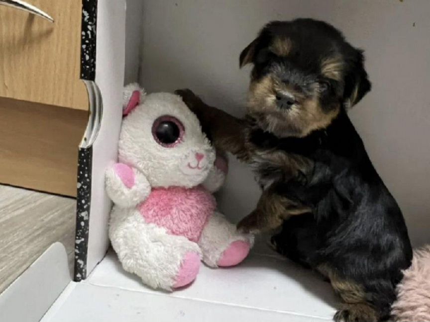 Щенки йорка