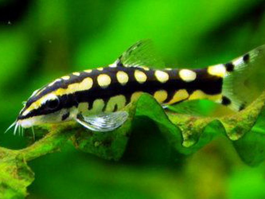 Боция карликовая