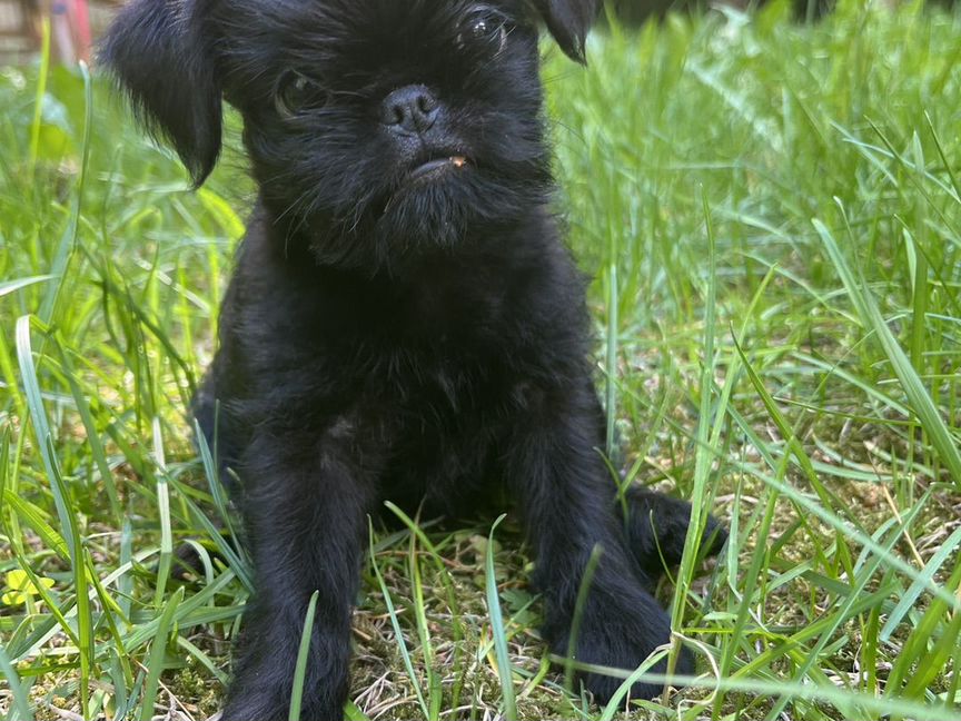 Бельгийский гриффон Черный малый