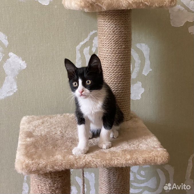 Котеночек мальчик