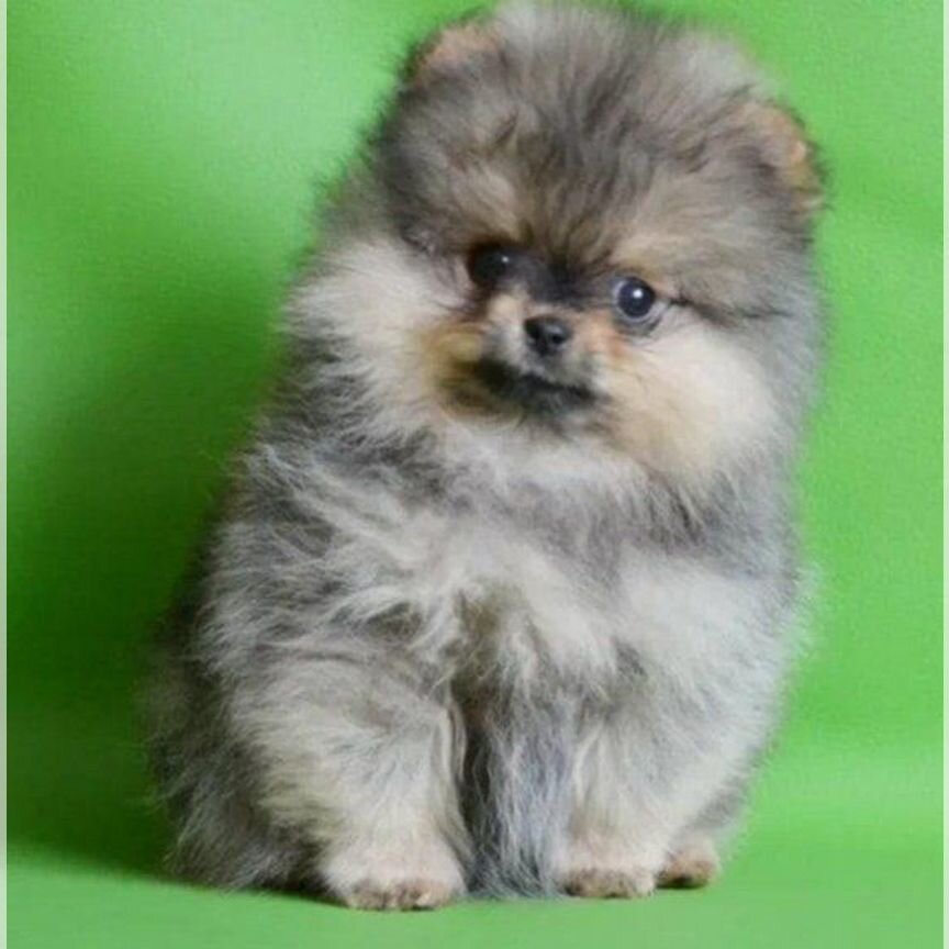 Померанский шпиц, щенок