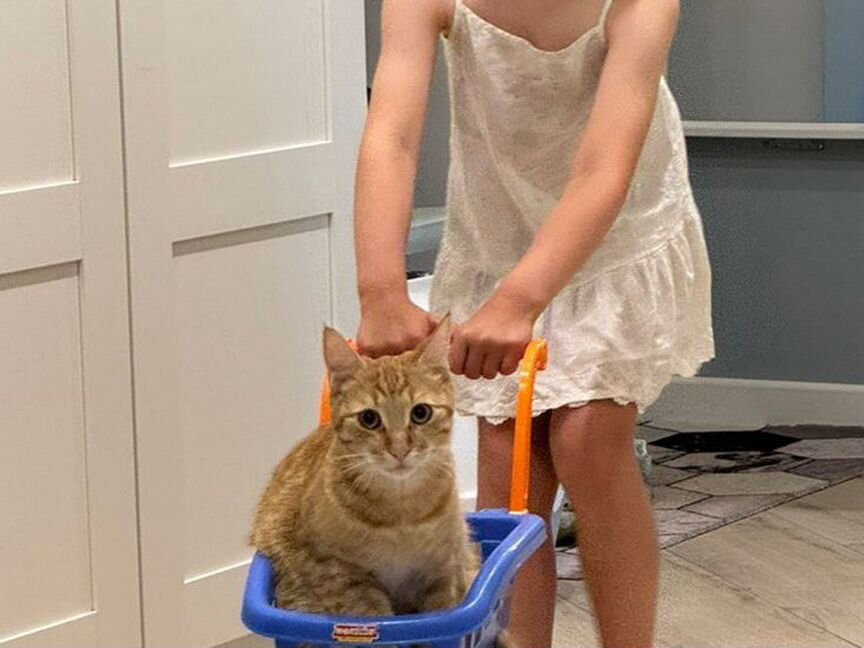 Симба,котенок в добрые руки