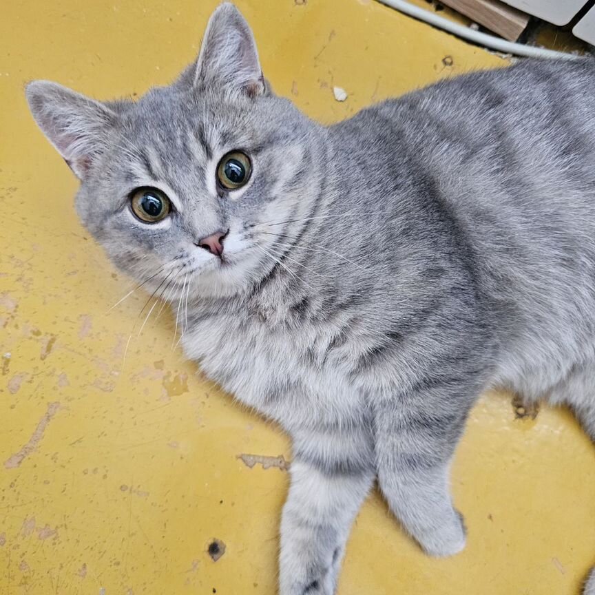 Котик 5-6 месяцев