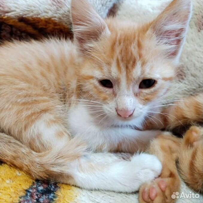 Котёнок в тёплые руки
