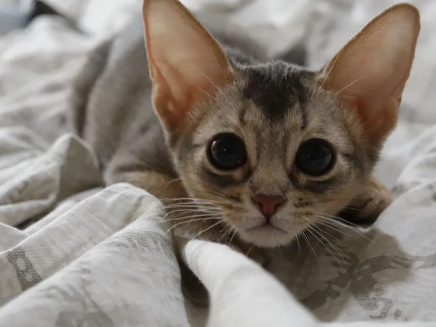 Абиссинская кошка (котенок) 3 месяца