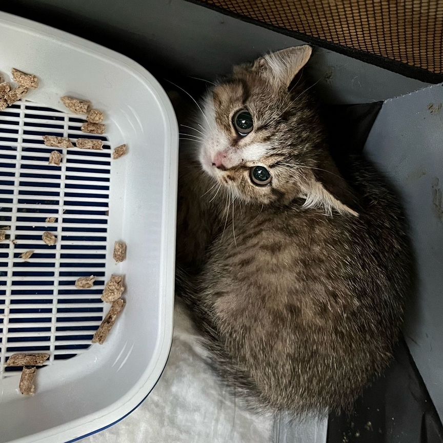 Котёнок в добрые руки