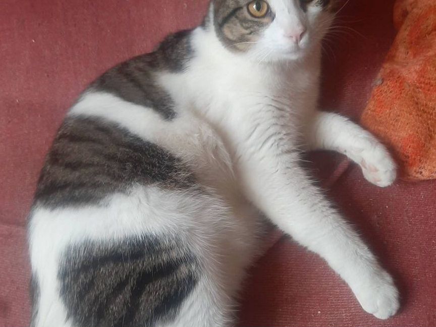 Котик в добрые руки