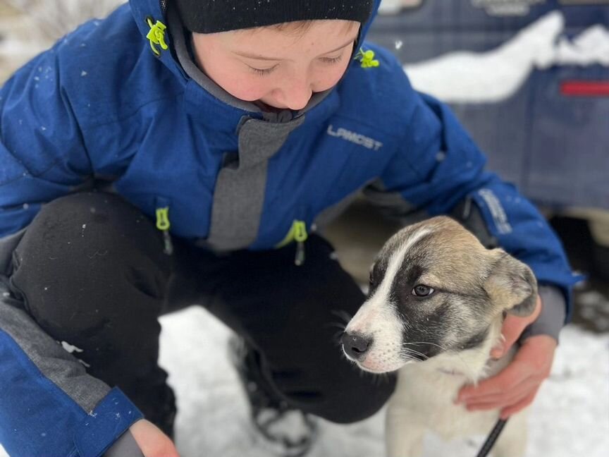 Щенок в добрые руки