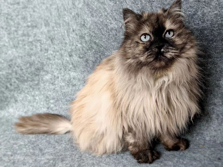 Кошку принесли на усыпление