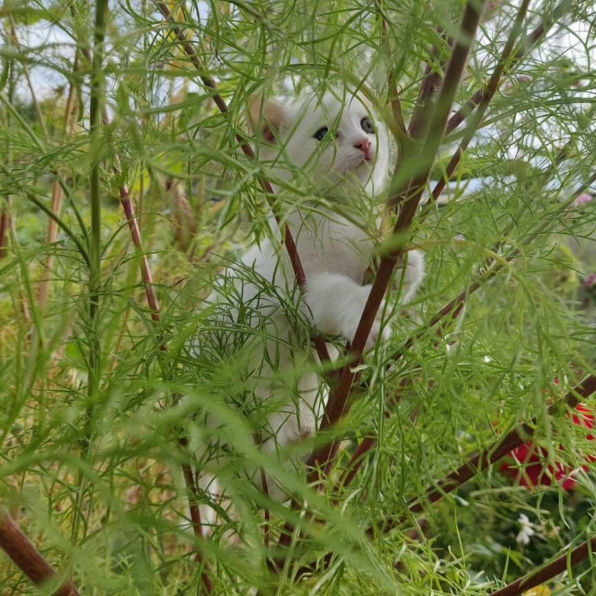 Белые котята ищут дом