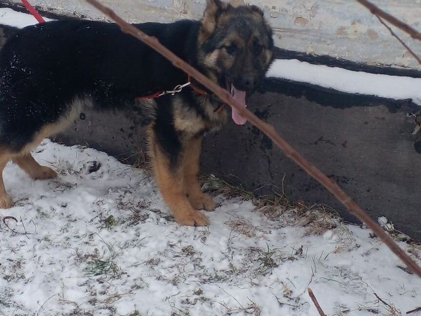 Собака немецкая овчарка