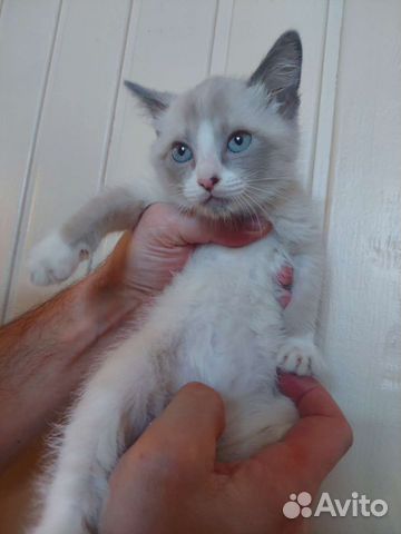 Котенок тайский сноу-шу