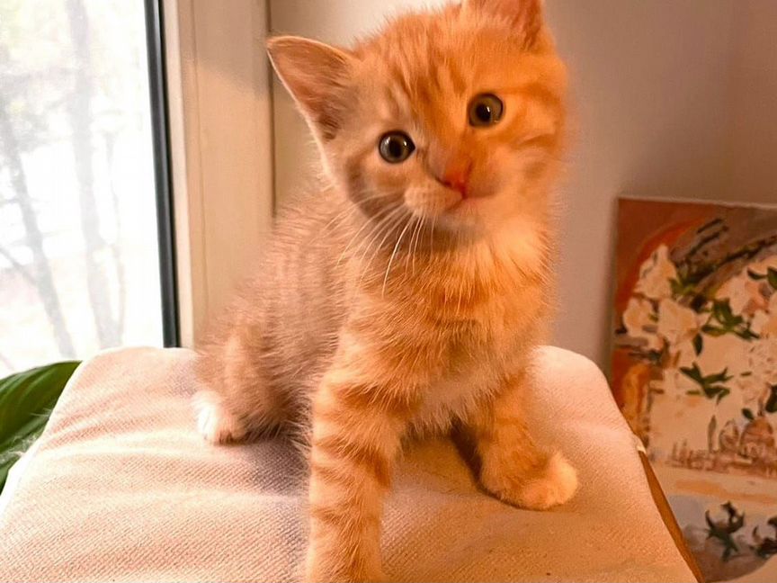 Рыжий котенок ищет дом