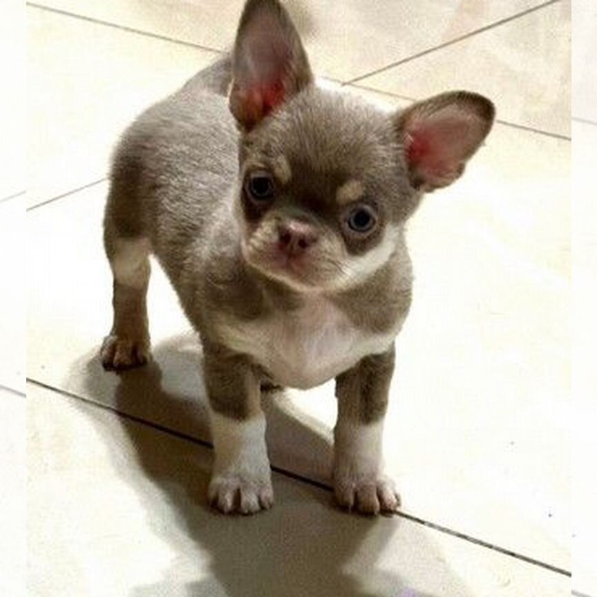 Чихуахуа, щенок