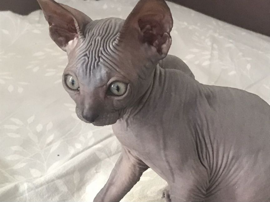 Канадский сфинкс