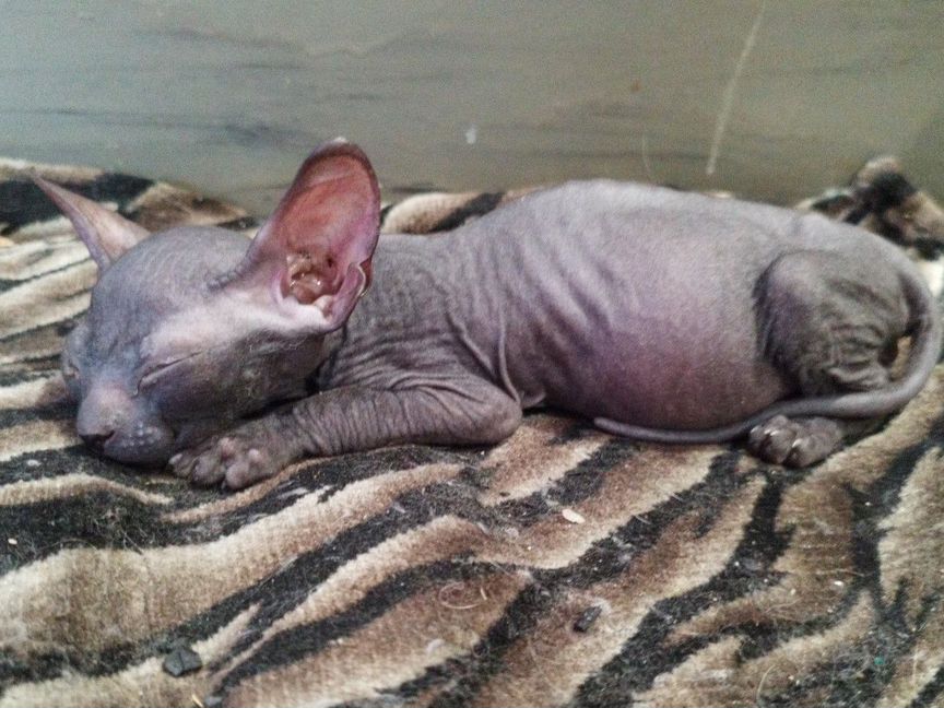 Кошки донской сфинкс