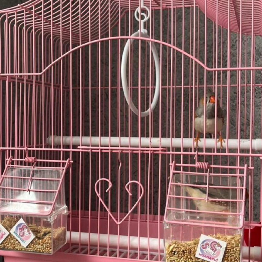 Зебровые амадины 2шт (вместе с клеткой)