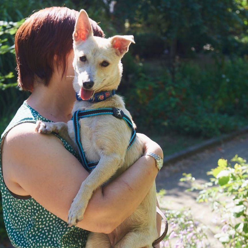 Маленькая собачка в добрые руки