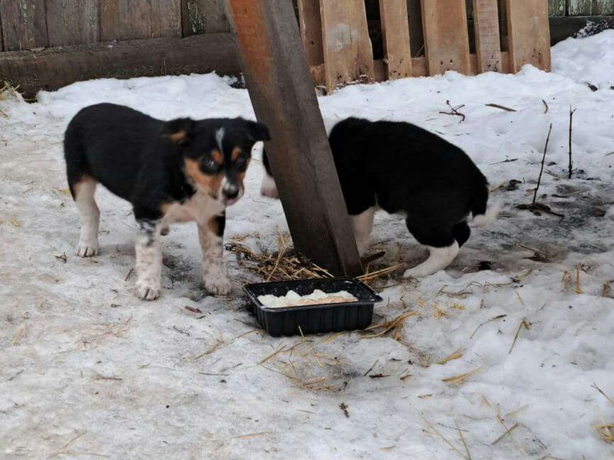 Щенки на пристрой