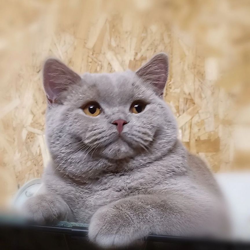 Британские котята фавн
